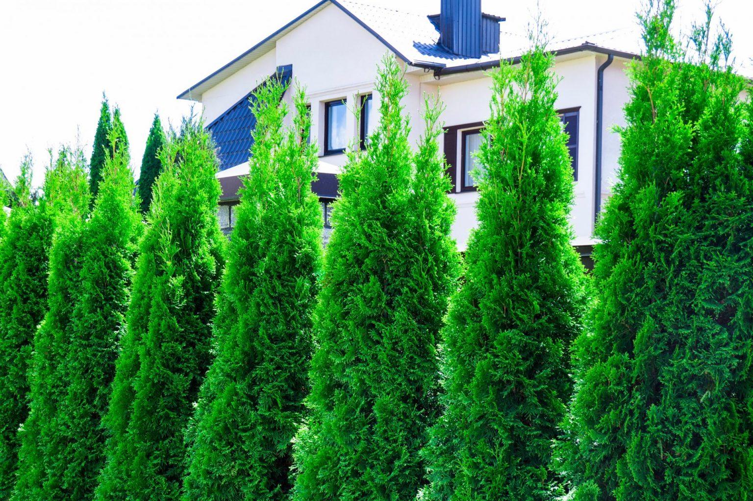 Conifeer Smaragd - Wintergroene & harde haaglant - Haagplantenkopen.nl