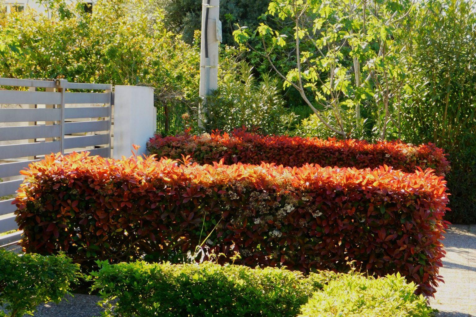 Specialist in Wintergroene Haagplanten - Haagplantenkopen.nl