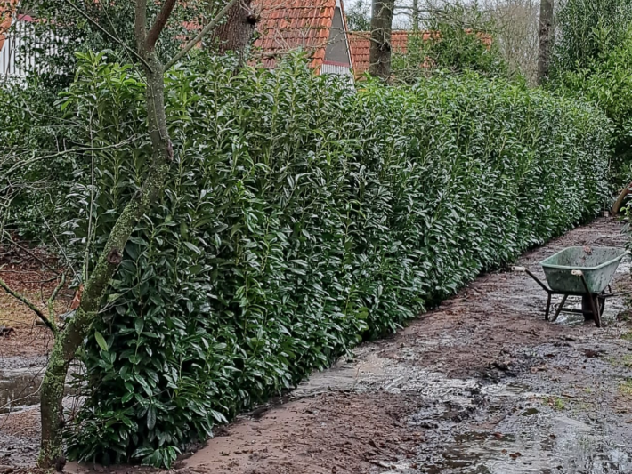 Laurier Genolia - Wintergroene haagplant - Haagplantenkopen.nl