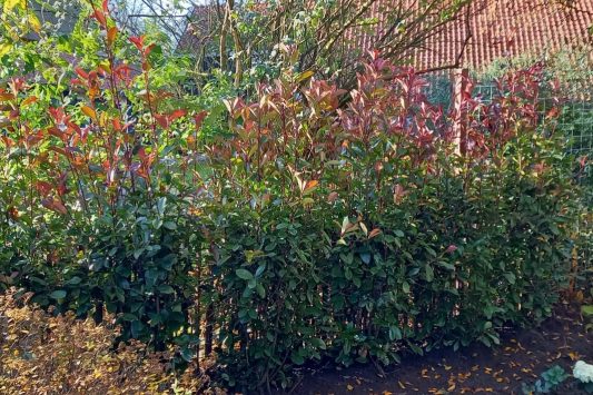 Glansmispel- Kleurrijke HAAG - Haagplantenkopen.nl