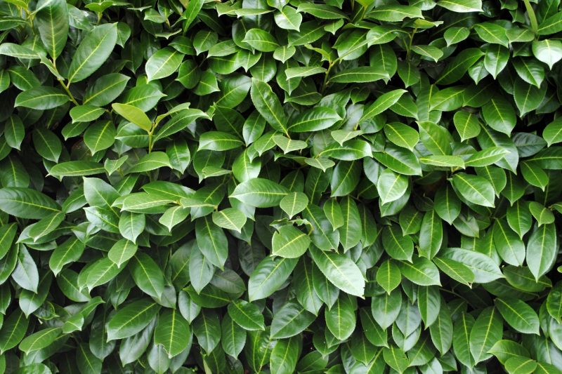 Laurier Novita - Wintergroene haagplant - Haagplantenkopen.nl