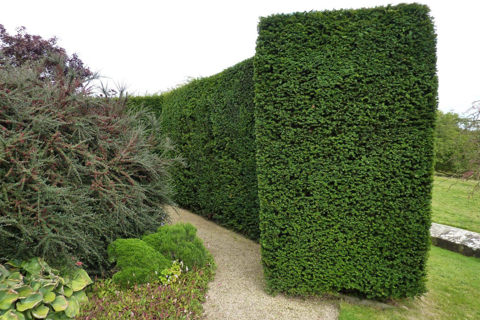 Taxus Baccata - Wintergroene Haagplant - Haagplantenkopen.nl