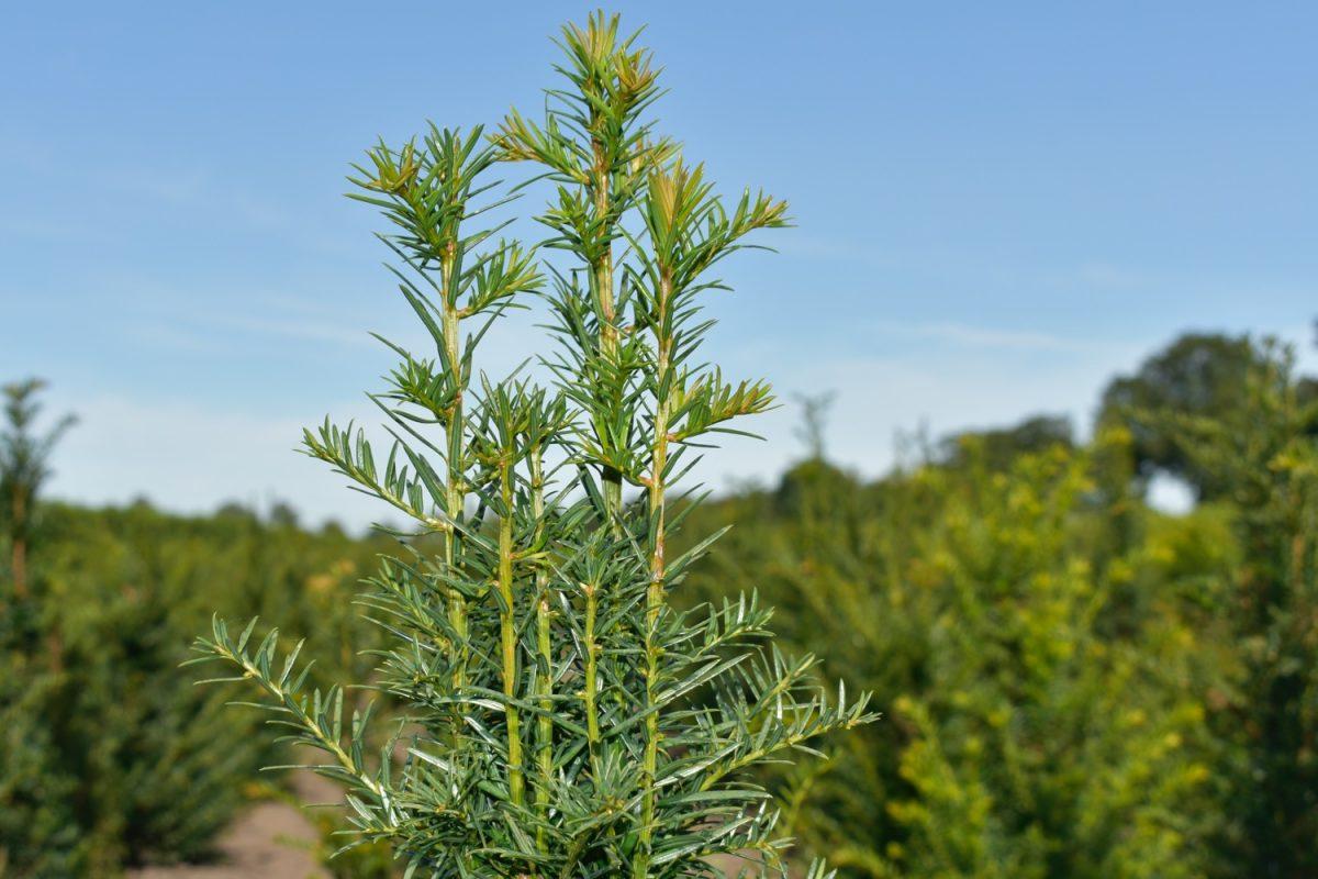 Taxus Groenland - Haagplantenkopen.nl