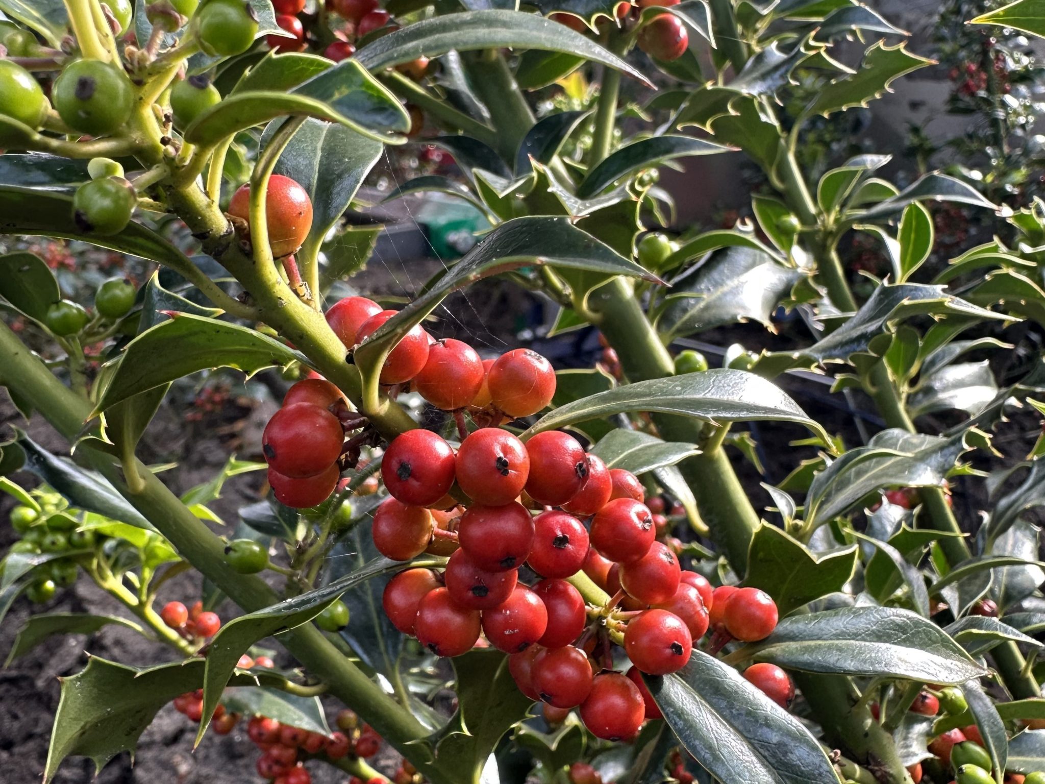 Hulst Alaska (met bessen) - Haagplantenkopen.nl