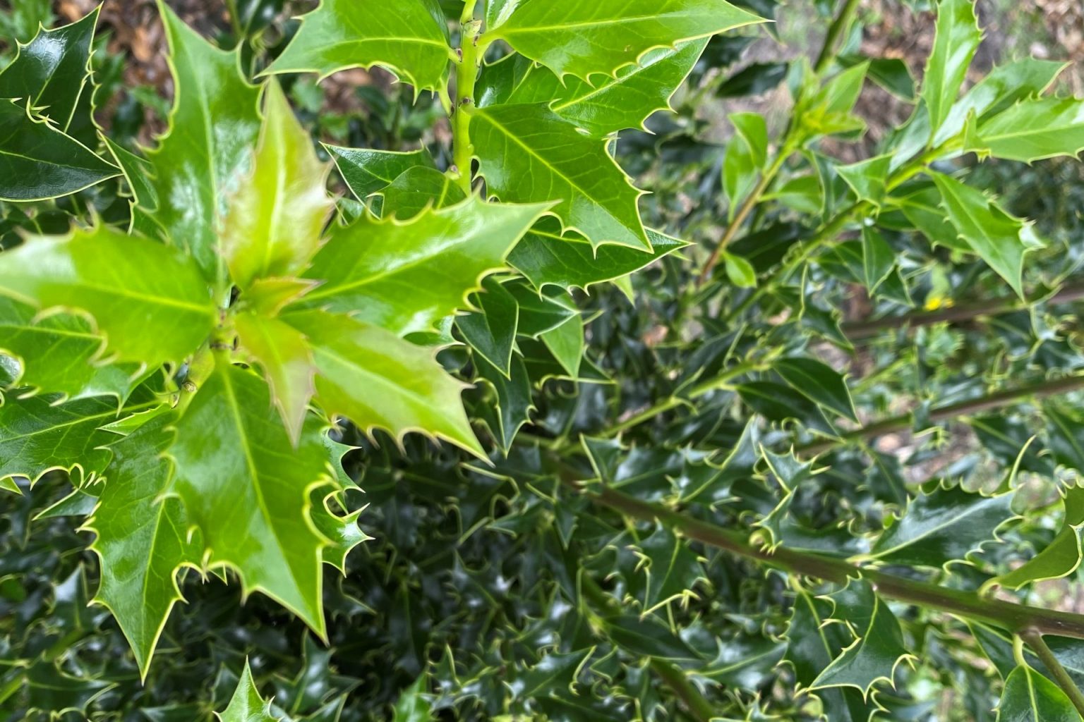 Hulst Alaska (met bessen) - Haagplantenkopen.nl