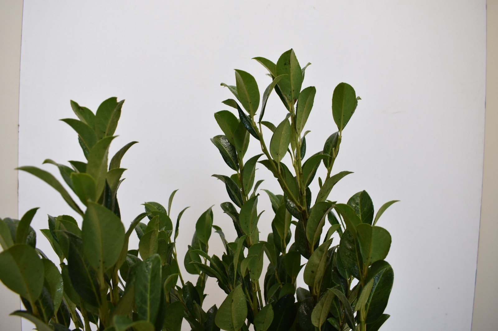 Laurier Obelisk® Nieuw! - Haagplantenkopen.nl