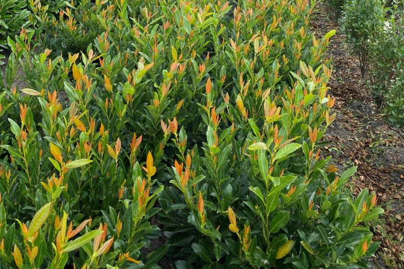 Laurier Hibani® Nieuw! - Haagplantenkopen.nl