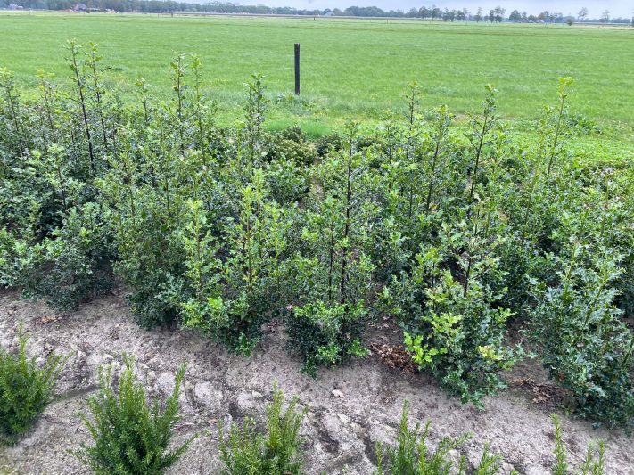 Hulst aquifolium (bes) - Haagplantenkopen.nl